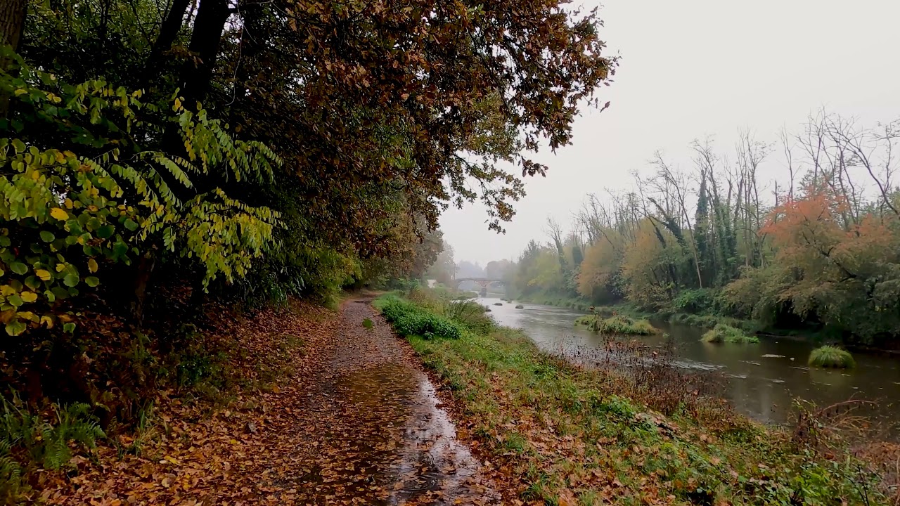 4K Rain sound in Colorful Autumn Forest - Relaxation & Sleep Sounds ...