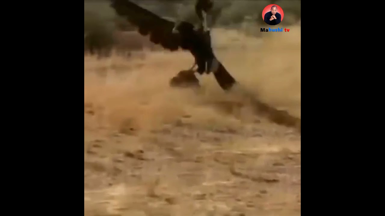 Maajabu ya ndege Tai - YouTube