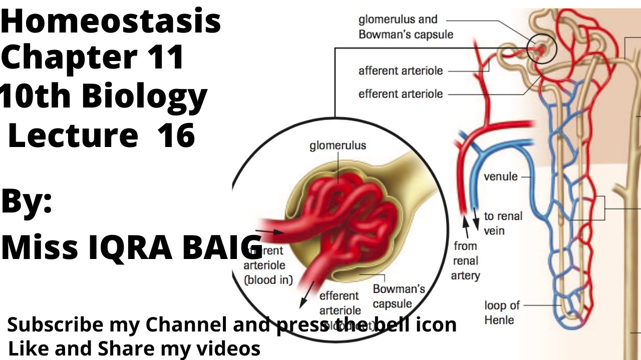 10th Biology|Lecture #16|Chapter 11|Homeostasis|Function of Kidneys ...