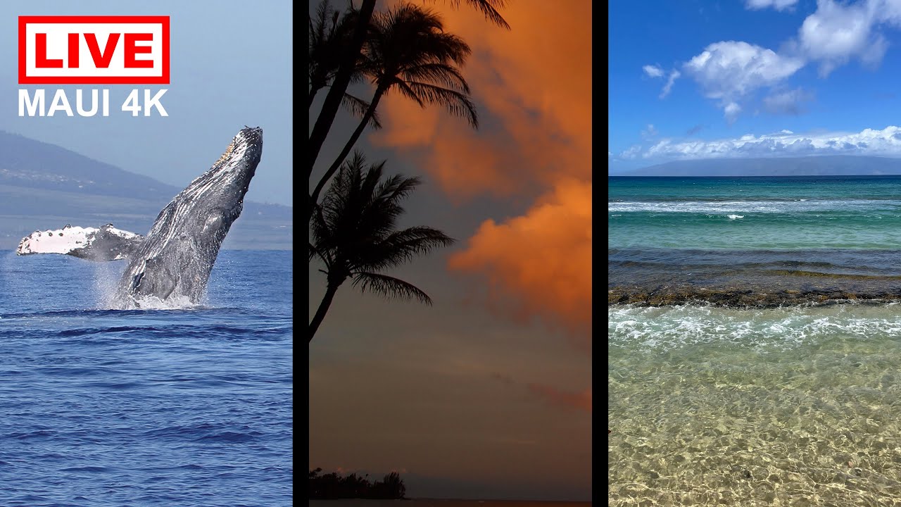 Hawaii Humpback Whale Marine Sanctuary @ Maui Sands - YouTube