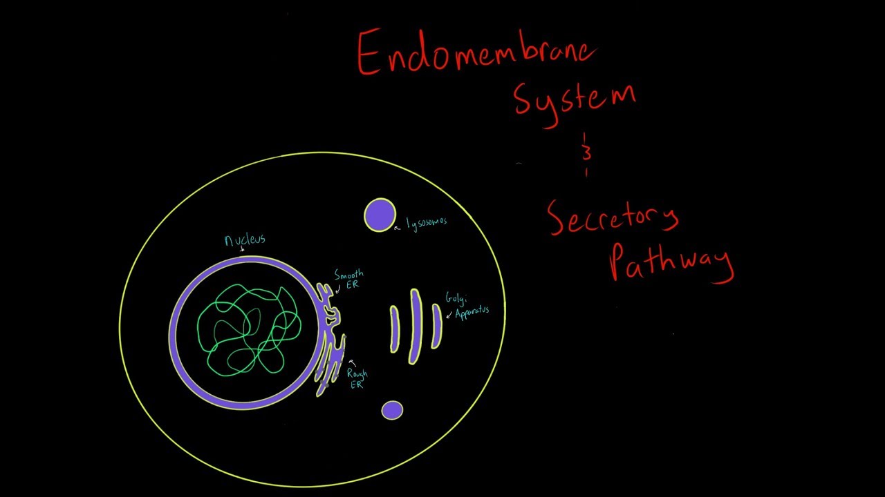 Endomembrane System Flow Chart