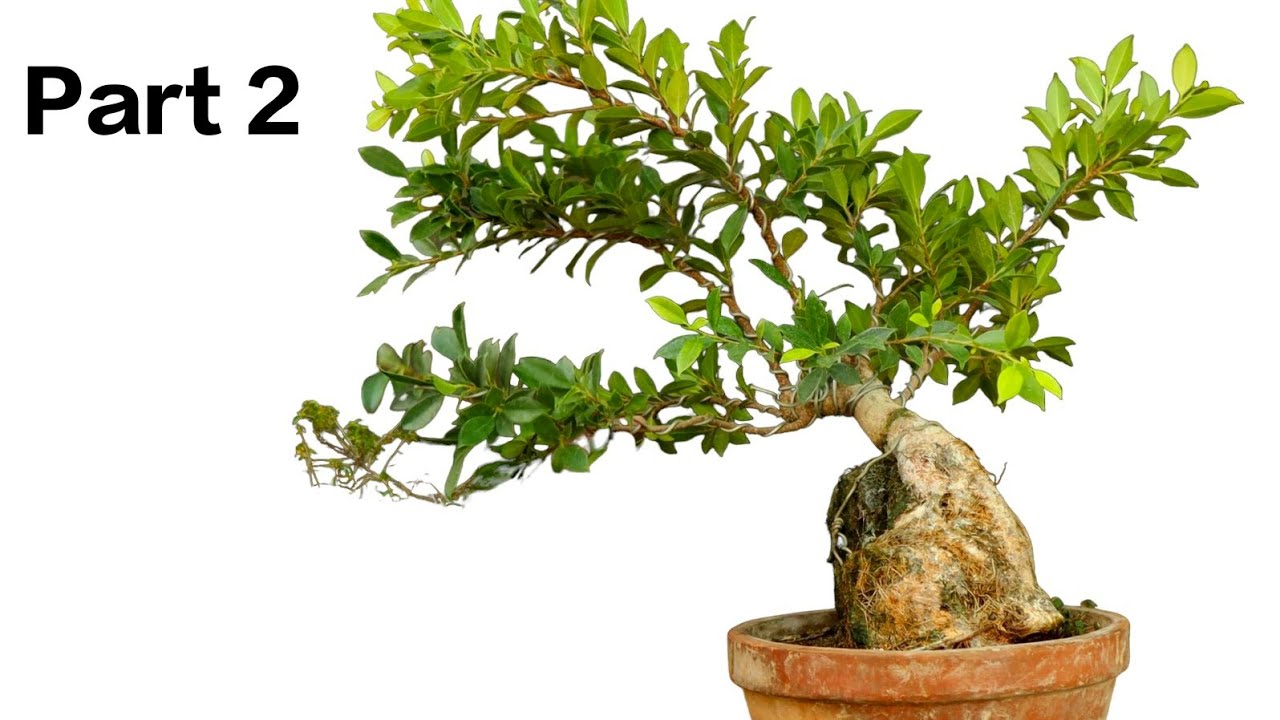 How To Make Root Over Rock Bonsai in Five Easy Steps After one years ...