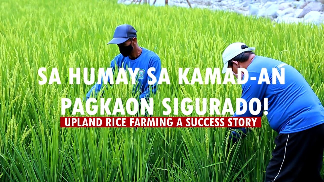 𝗦𝗔 𝗛𝗨𝗠𝗔𝗬 𝗦𝗔 𝗞𝗔𝗠𝗔𝗗-𝗔𝗡 𝗣𝗔𝗚𝗞𝗔𝗢𝗡 𝗦𝗜𝗚𝗨𝗥𝗔𝗗𝗢 | Upland Rice Farming A Success ...