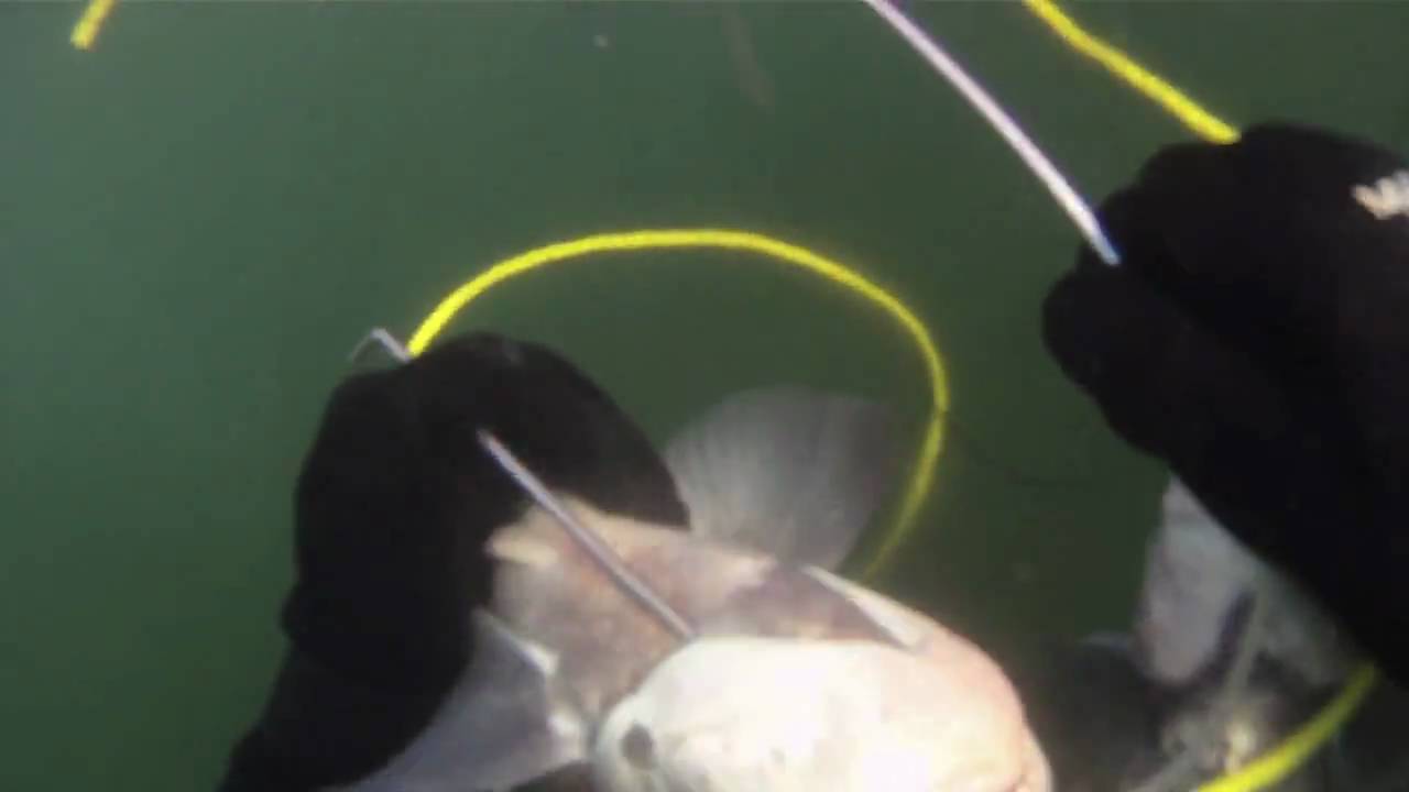 Spearfishing Monster Blackfish, Long Island Sound - YouTube