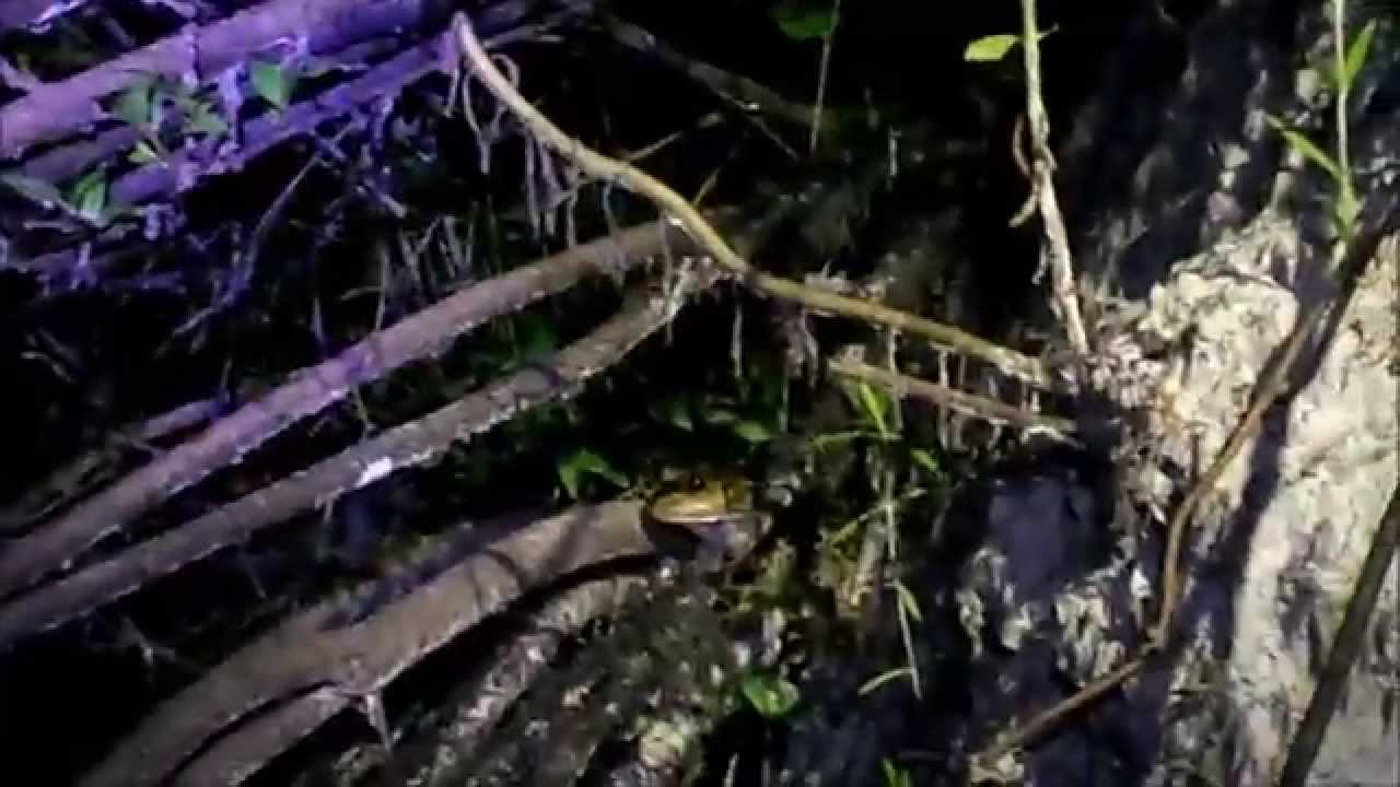 River Critters - YouTube
