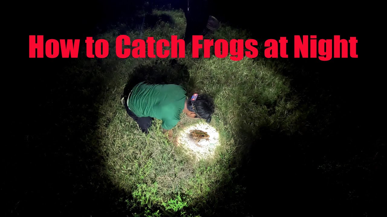 "How to Catch Frogs at Night: The Ultimate Adventure Guide!" - YouTube
