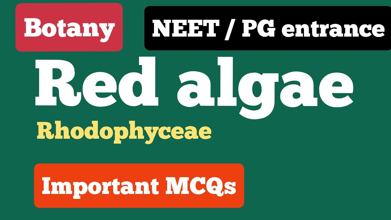 Red Algae | Rhodophyceae | Important MCQs | NEET || Biology || #NCERT ...