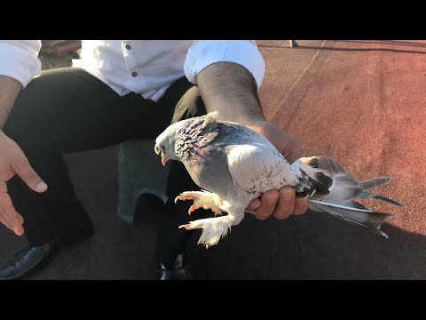 Benekli Sabuni Taklacı Seferli Güvercin Uçurma Şampiyon Oyun Kuşu | Champion Flying Tumble Pigeons