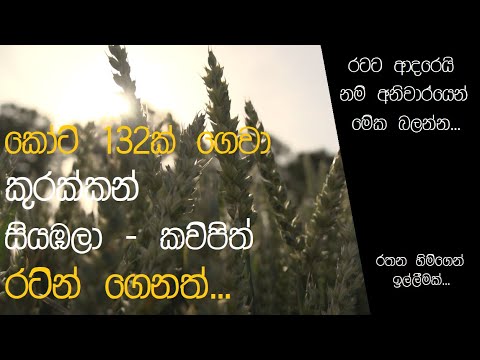Let's clear out the Iluk plants| රතන හිමිගෙන් ඉල්ලීමක්|how to grow ...