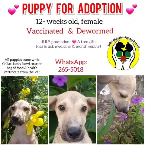 September is No Adoption Fee month! , Get your rescued, vaccinated ...