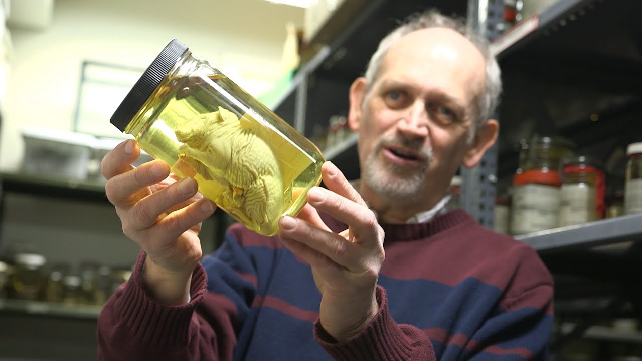 Museum Has Strange Collection of Dead Things | My Go-To - YouTube