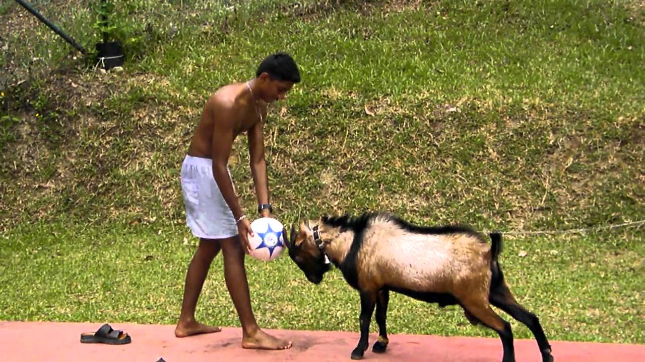 GOAT PLAYING FOOTBALL - YouTube