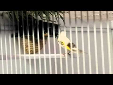 JILGUEROS MUTADOS PIO BLANCO CRIANDO 2016 - YouTube