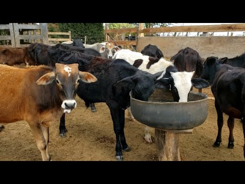 Minha rotina na roça | bezerros muito magros + vou começar a tratar ...