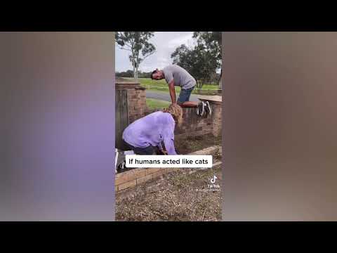 IF HUMANS ACTED LIKE CATS