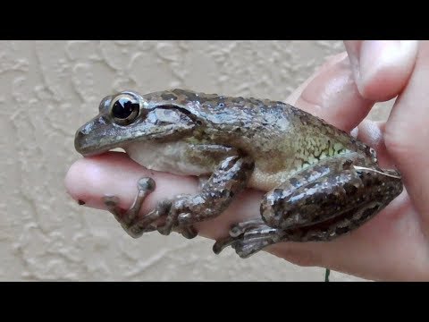 How Do Cuban Tree Frogs Impact The Ecosystem