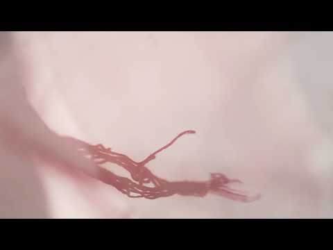 A RED OMEN STORY I 2020 Fashion Film Directed by Mei Jing (Presented by Ya Ching Chan)