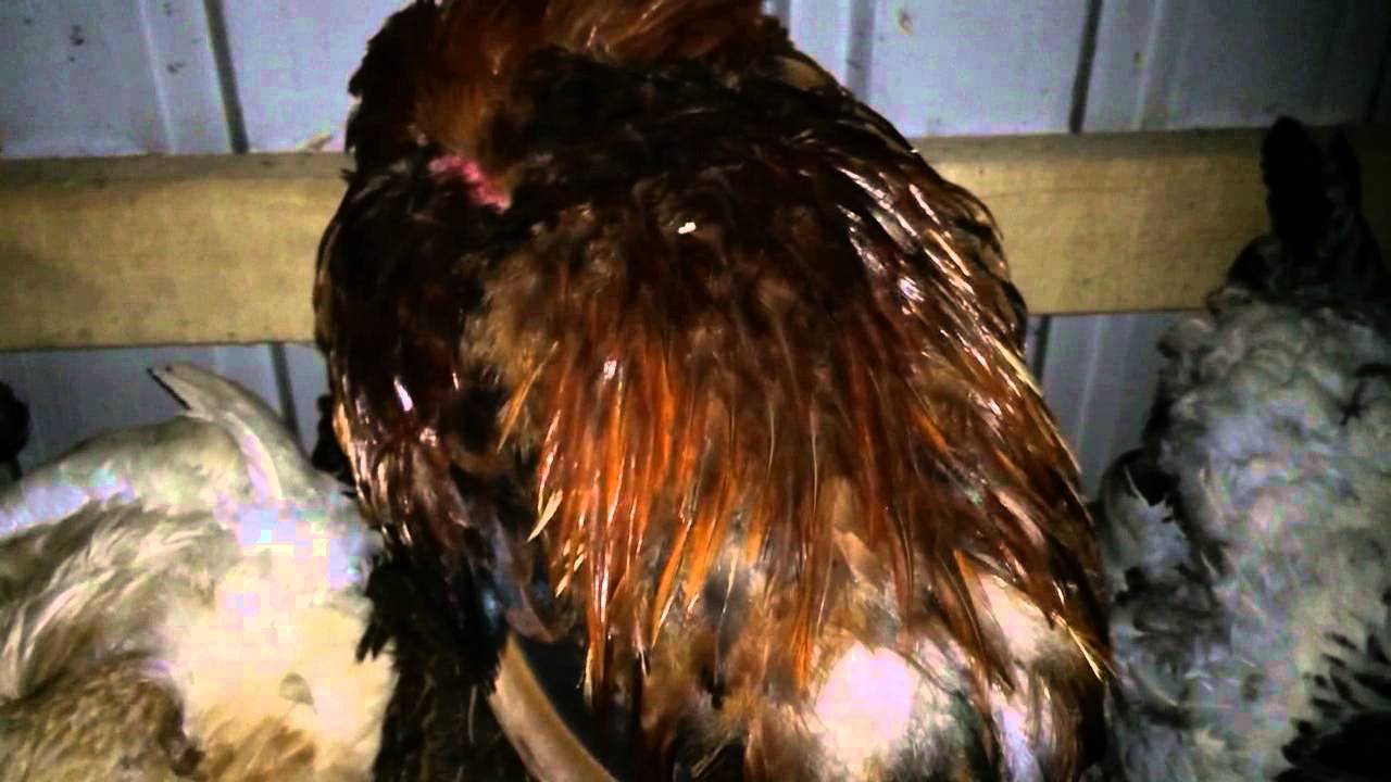 Rooster with Respiratory Illness? - YouTube