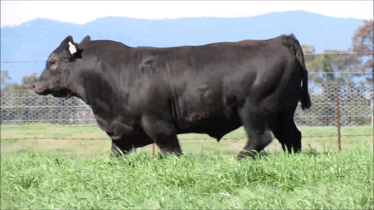 Lot 39 Manali Limousin & Lim-Flex Bull Sale 2015 - YouTube
