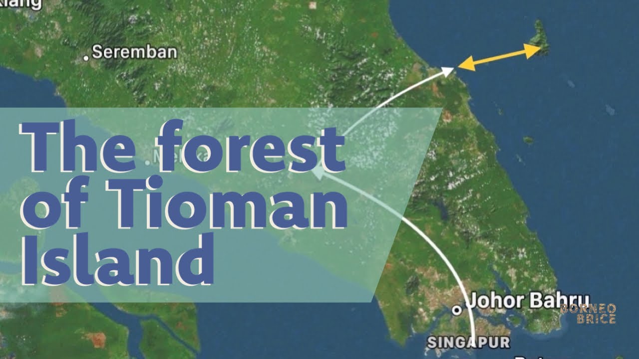 The Rainforest of Tioman Island - YouTube