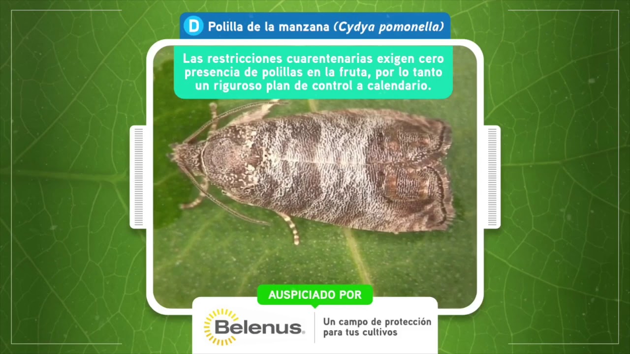 Polilla de la manzana - YouTube