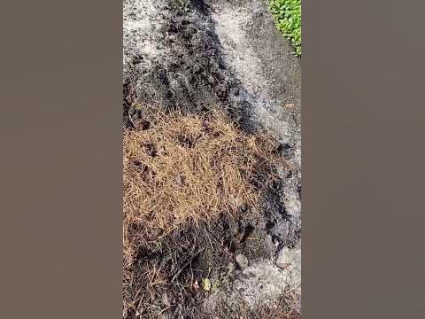 сосновый опад...... - YouTube