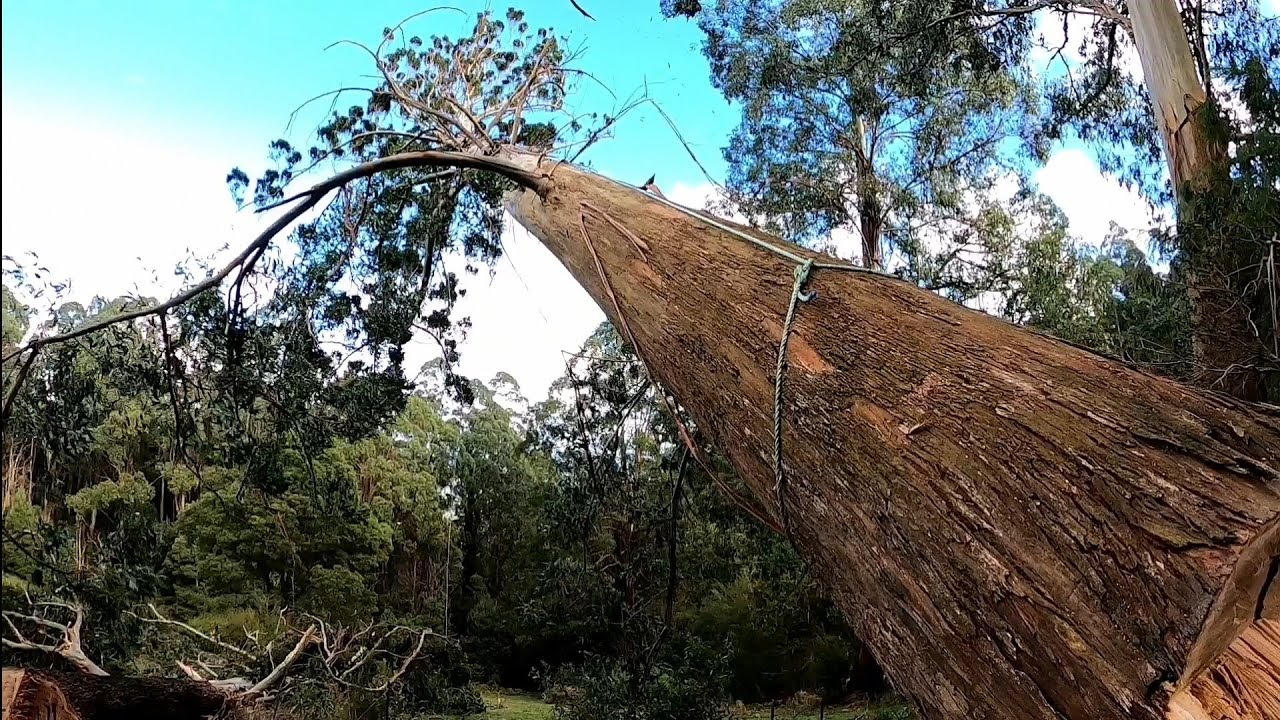 Tree Crushes Rocks as it falls - YouTube