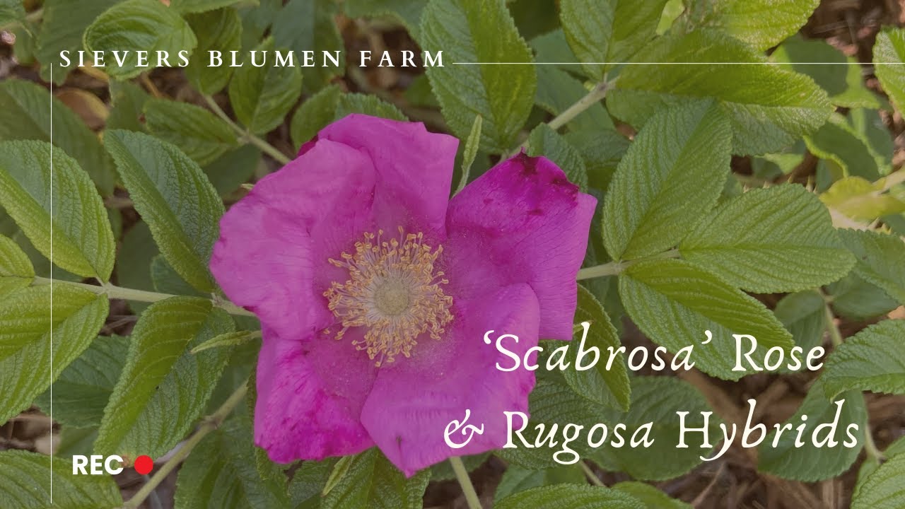 'Scabrosa' Rose Variety, Rugosa Roses, & Rugosa Hybrids | Growing Roses ...