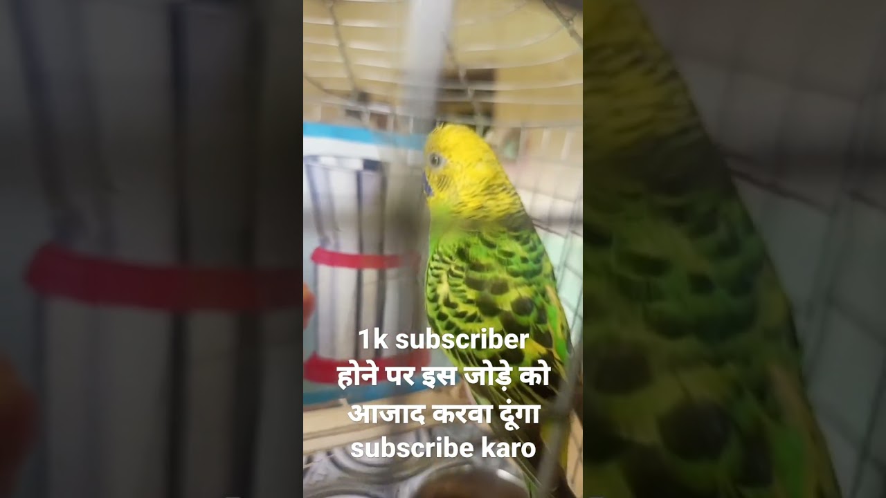 Perot/gujrati popat - YouTube