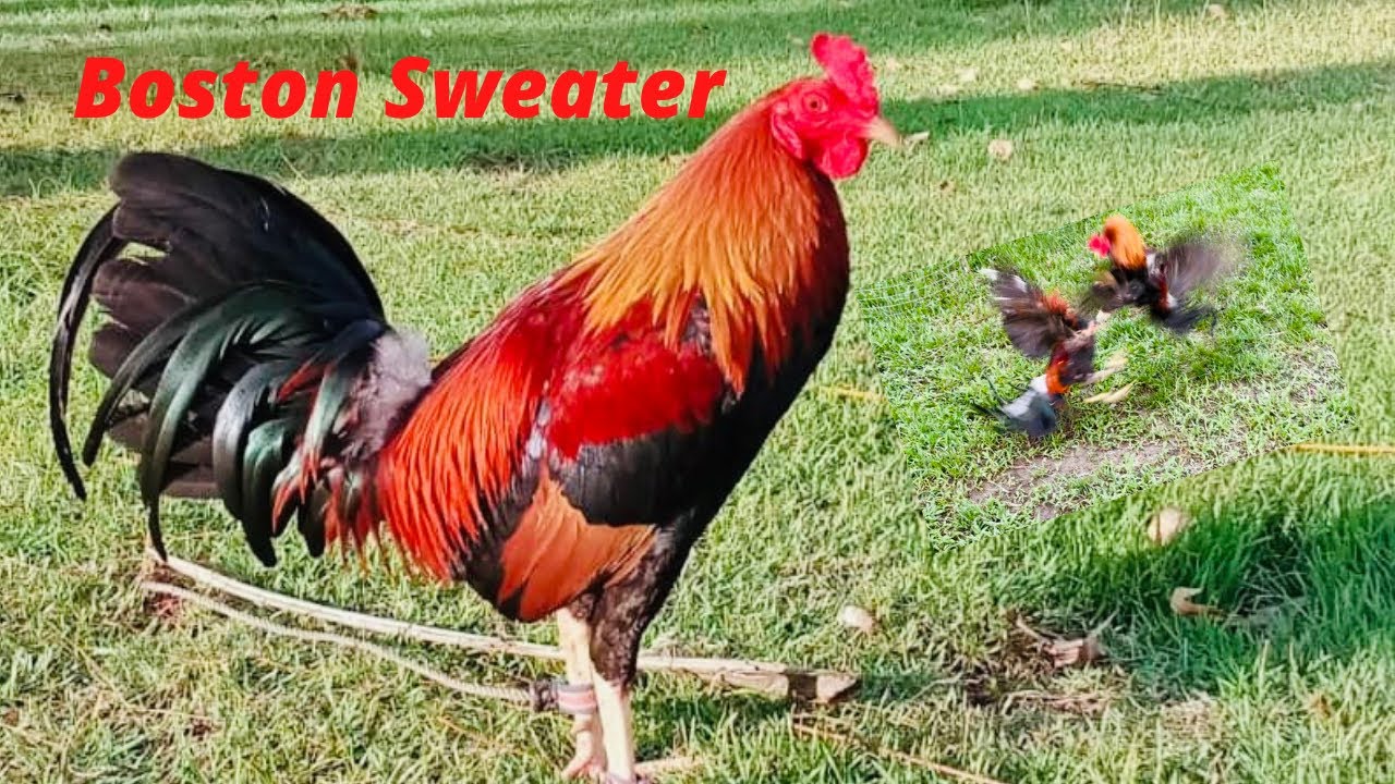 The authentics line boston sweater escolin - YouTube