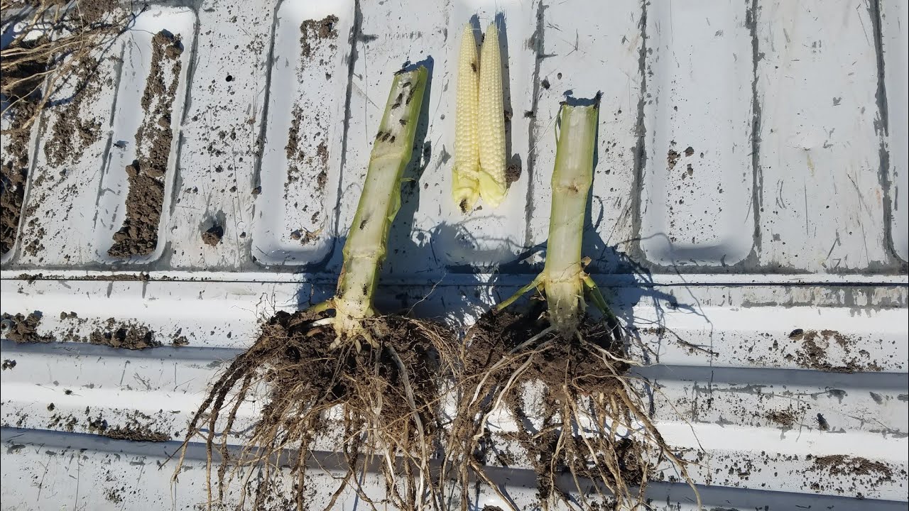 Comparing Corn Applied With Grain Set, to Non Applied Corn - YouTube