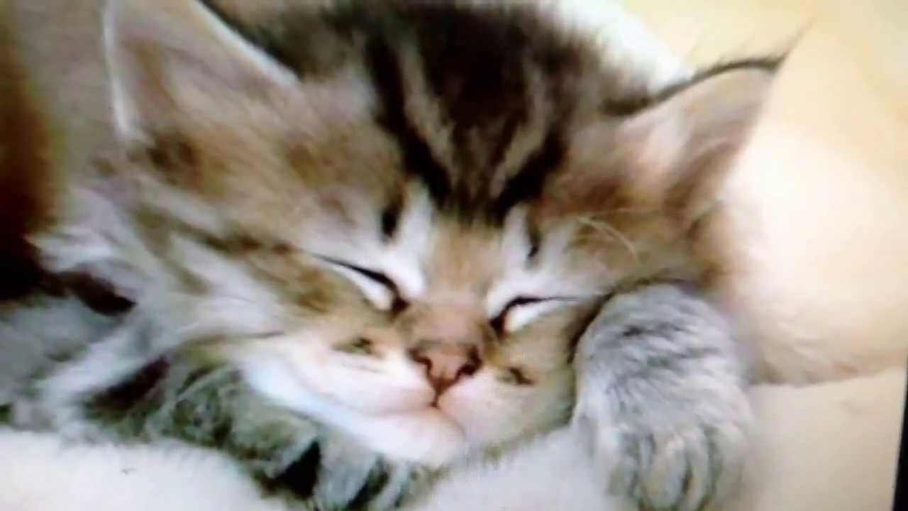 Les animaux mignon et quelque rigolo - YouTube