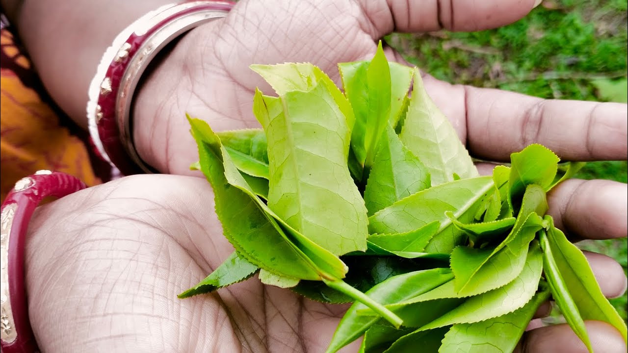 চা পাতার একটি দারুন এবং Unique রেসিপি।। Unique Tea Leaf Recipe Don't ...
