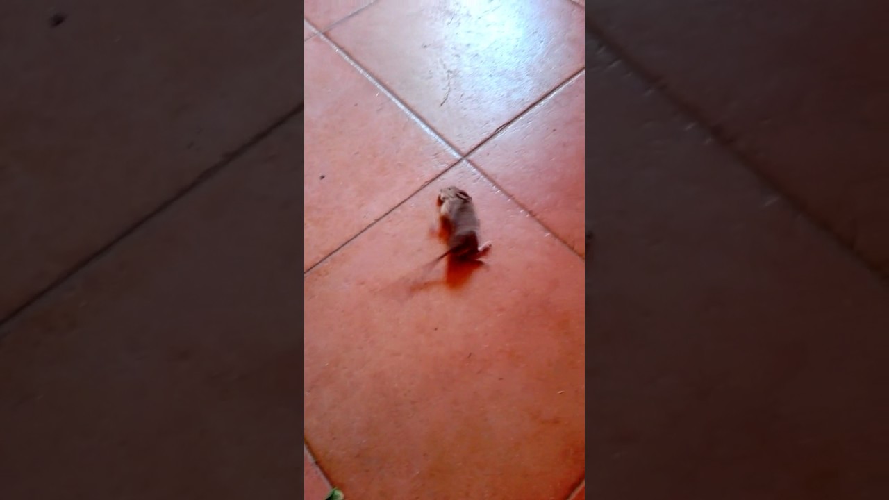 Souris morte de rire - YouTube