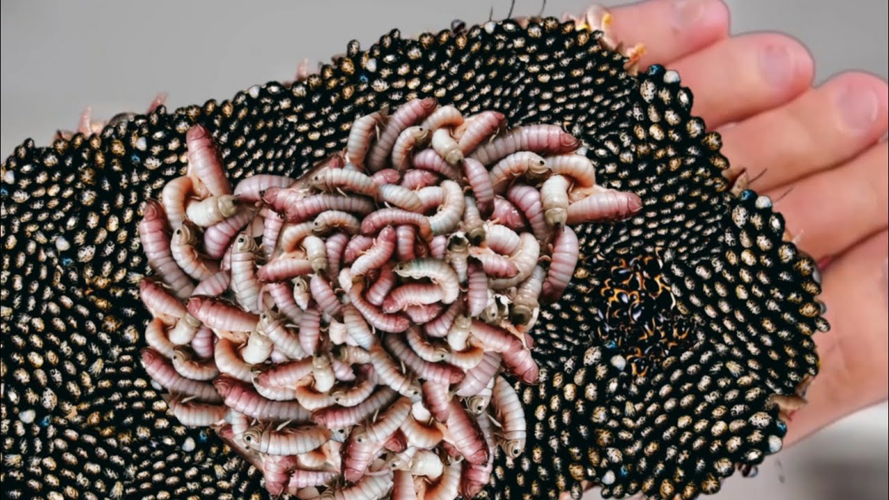 Relaxing Leg ASMR Animation incent toe sleep Treatment Legs | 2D ...