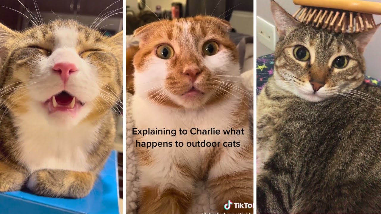 Funniest Cat Video Compilation 😹 The Best of Cats Being Funny ️️ - YouTube