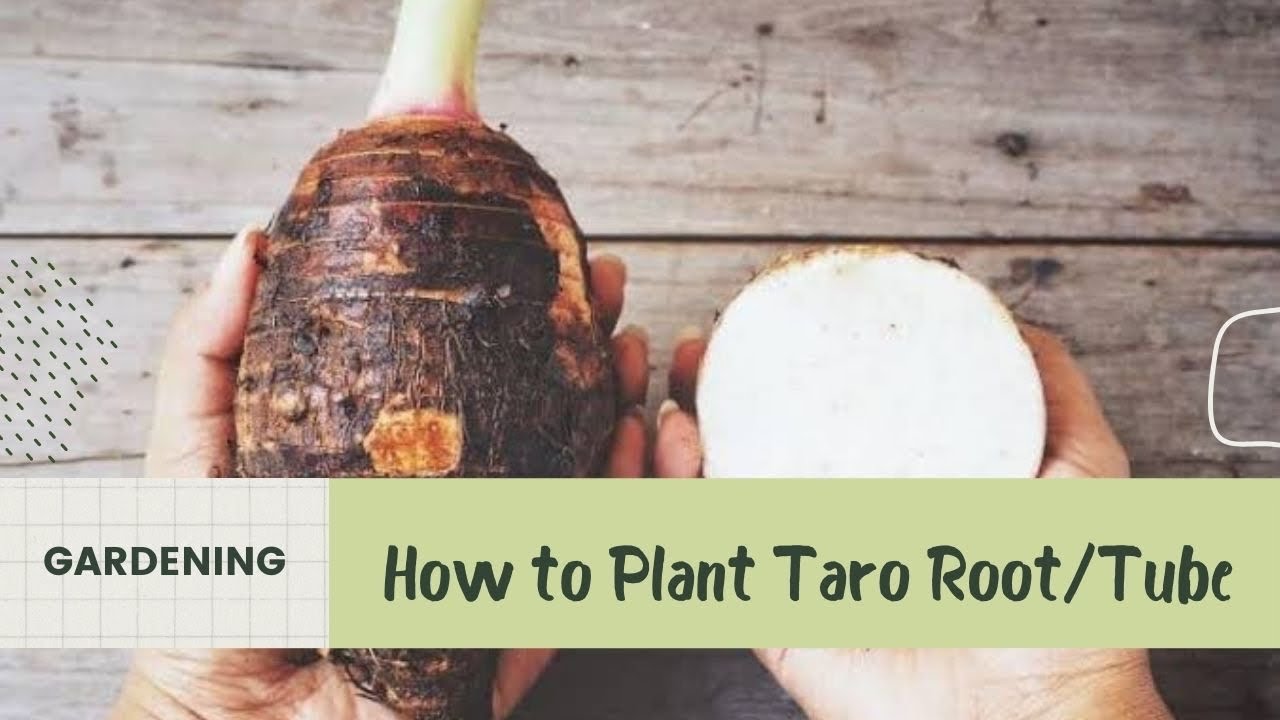 Growing Taro Root Plant/Tuber - YouTube