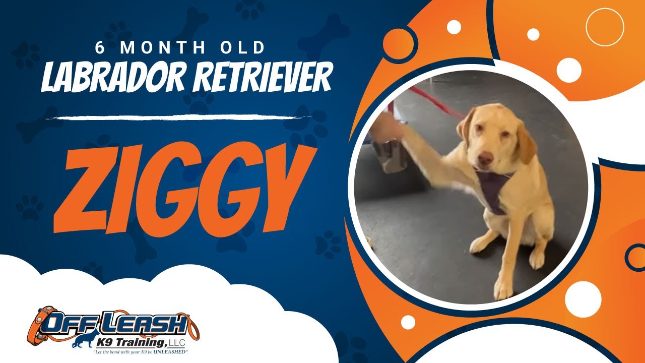 Labrador Retriever,6Months Old, Ziggy | Best Dog Trainers Northern VA ...