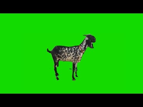 Goat green screen video / Goat green background video / Green screen ...