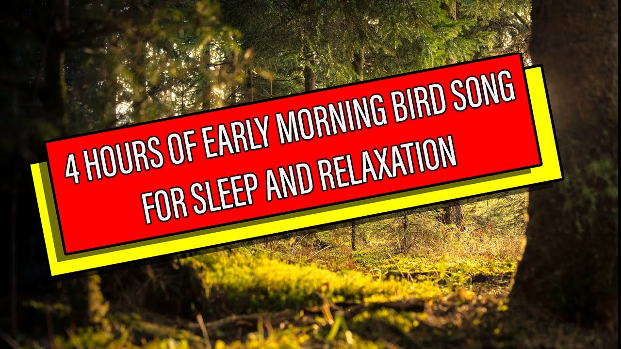 4 HOURS OF BEAUTIFUL BIRD SONG. Early morning bird sounds, nature ...