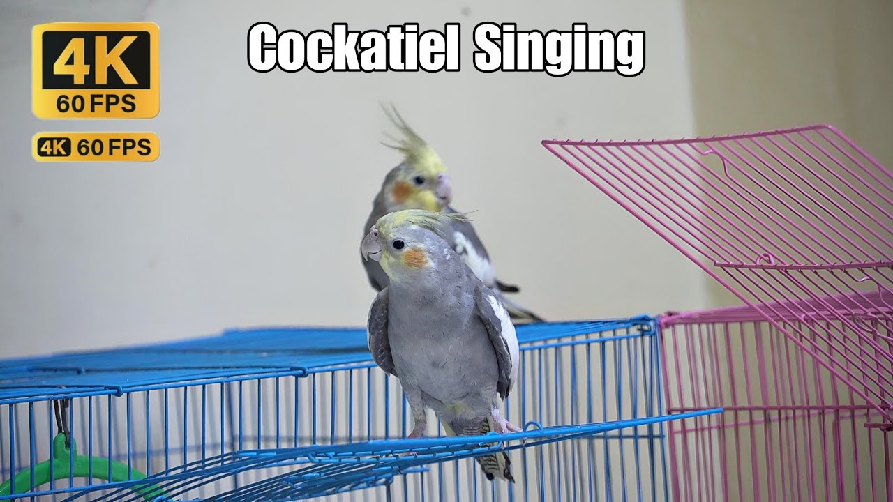 SIX MONTHS Old Cockatiel singing | Cockatiel talking and singing - YouTube