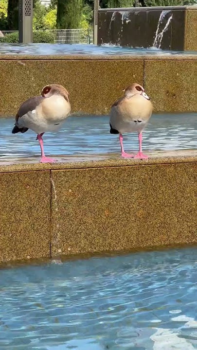 Two sleepy ducks 🦆 #shorts #youtubeshorts #relaxingmusic #nature # ... Two sleepy ducks 🦆 #shorts #youtubeshorts #relaxingmusic #nature # ...