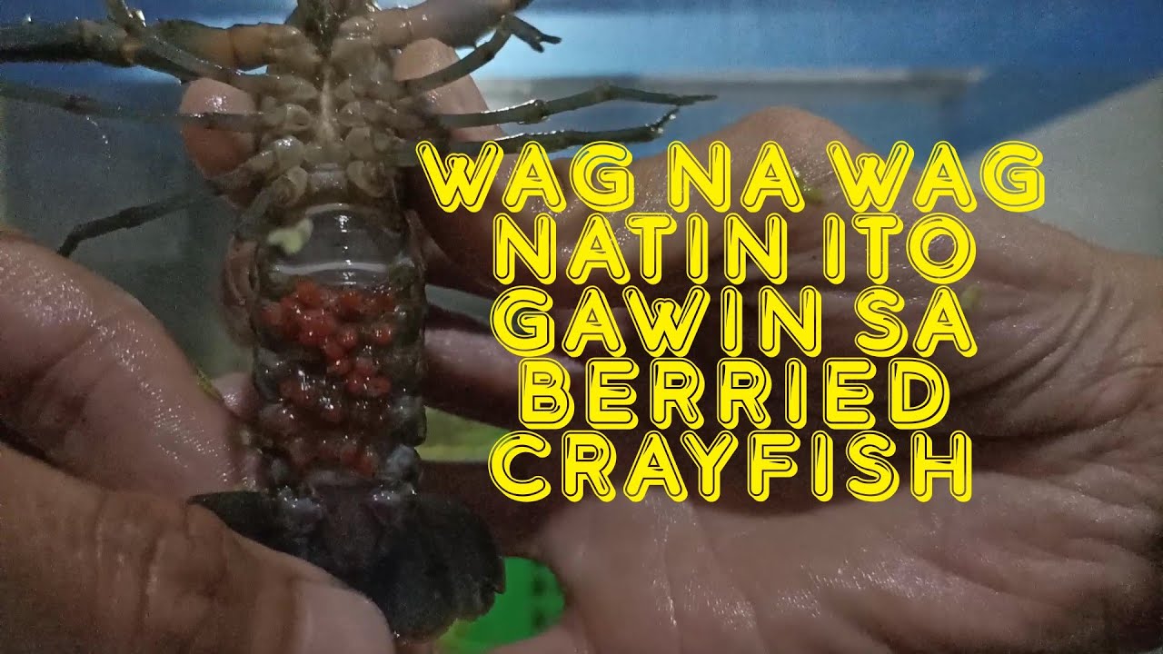 CRAYFISH EGGS Tips and idea (maging AWARE) - YouTube