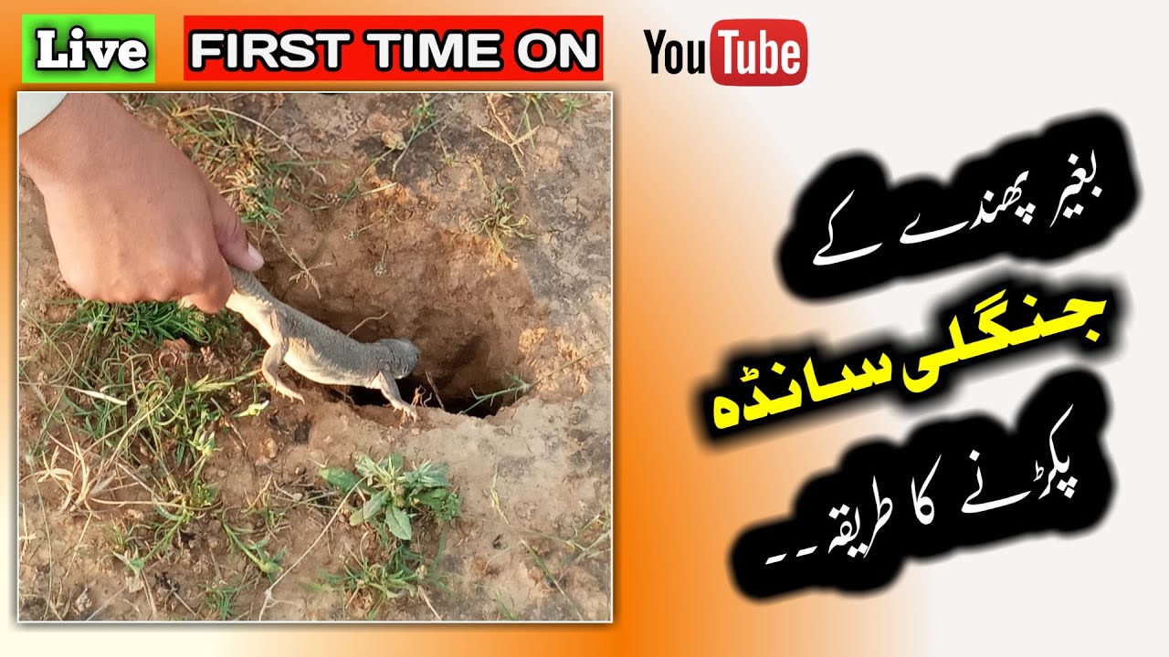 Sanda Kaise Pakrte Han Live | Sandy ka Khalis tel | Sande ka tel ...