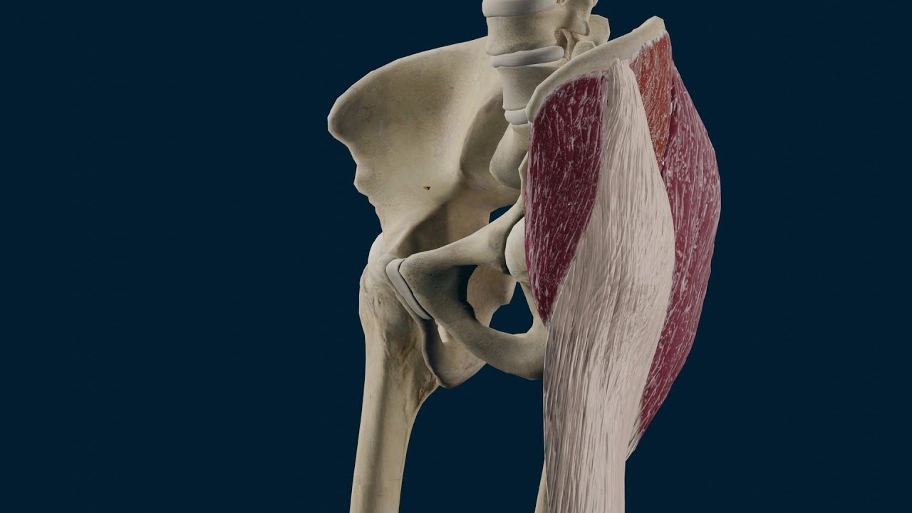 Fascia Lata | Tensor de la Fascia Lata | Cintilla Iliotibial - YouTube