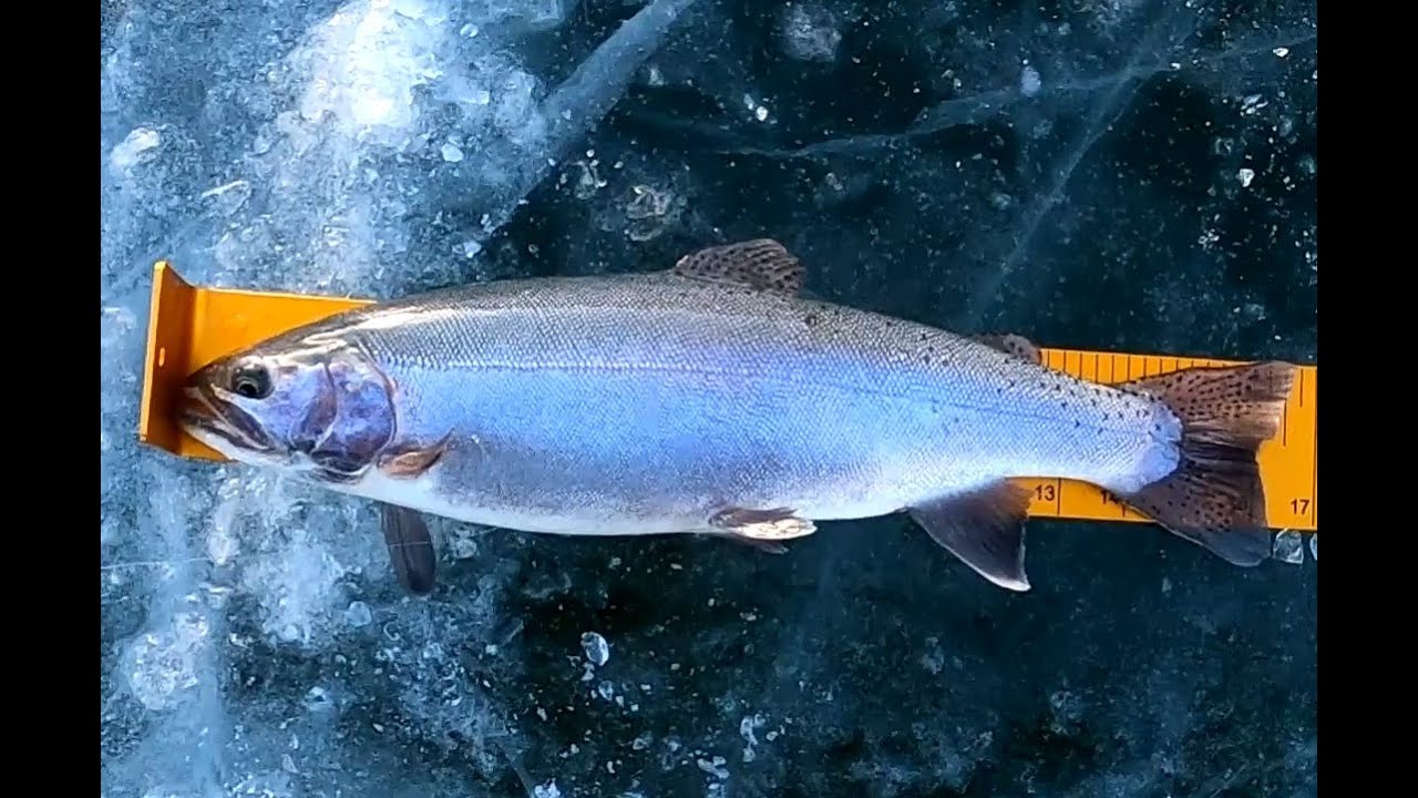 A Few Fish Is All You Need - Great Day To Ice Fish - Learning a New ...