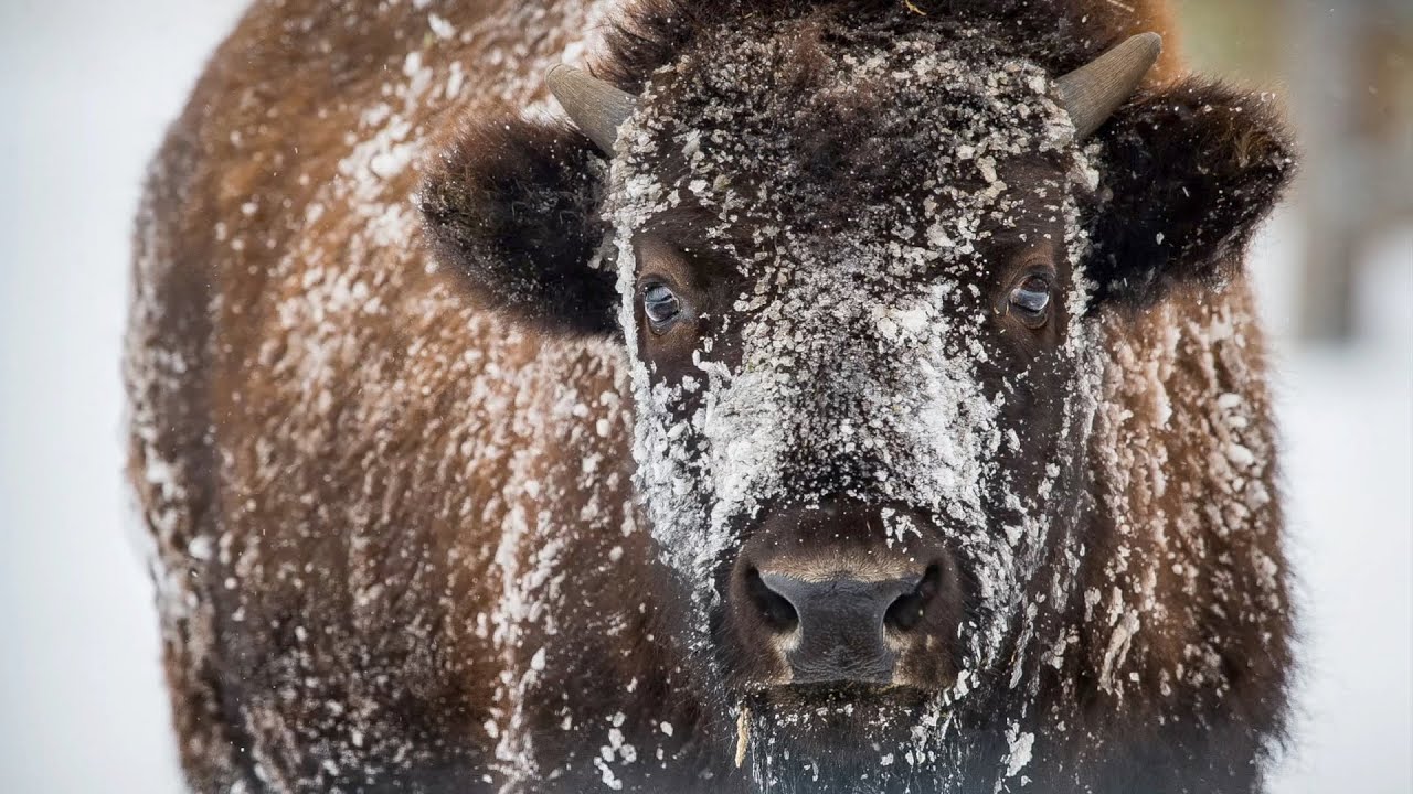 Tour of Fermilab Natural Areas - YouTube