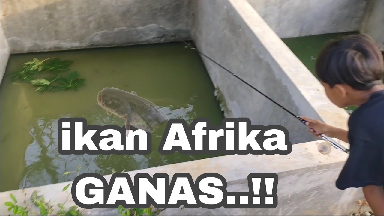 Ikan Ini Tidak Mengenal Kenyang Strike Lele Dumbo Youtube