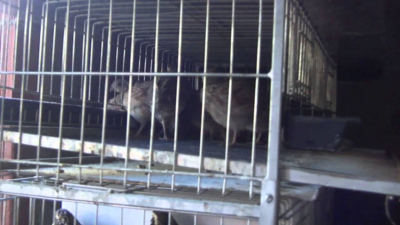 codornas americanas bob white - YouTube