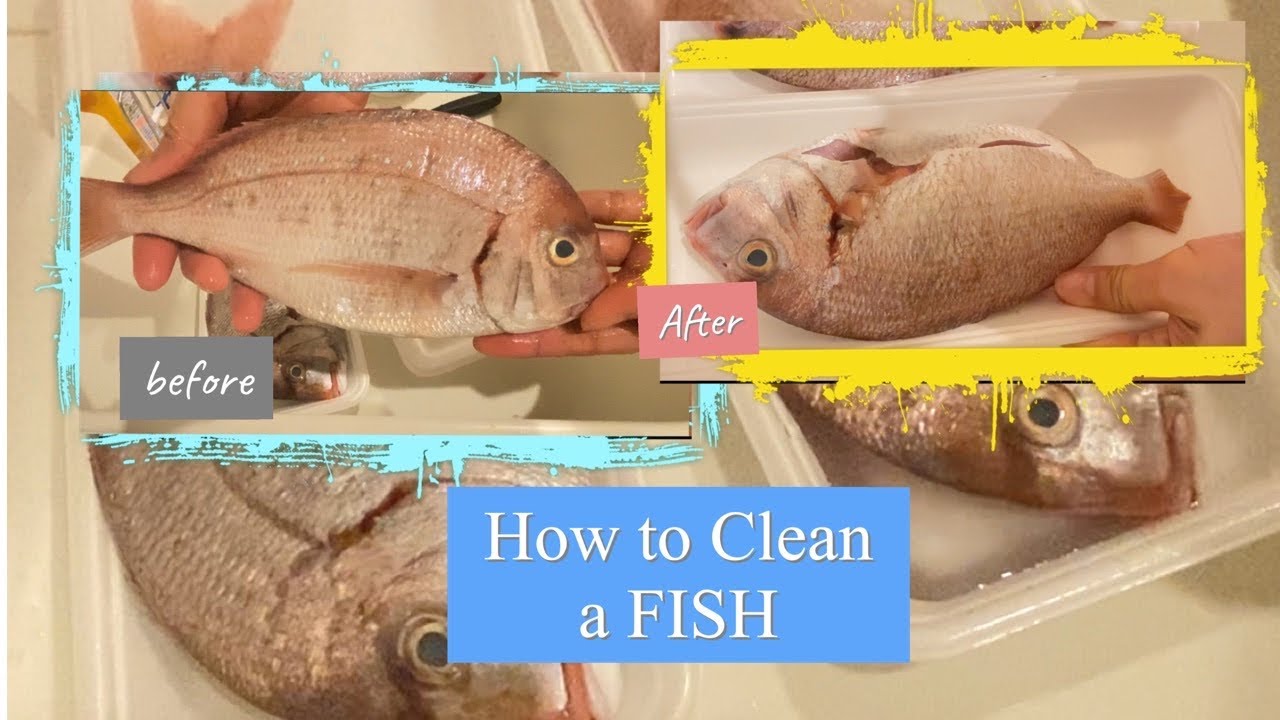 How to clean a fish - YouTube